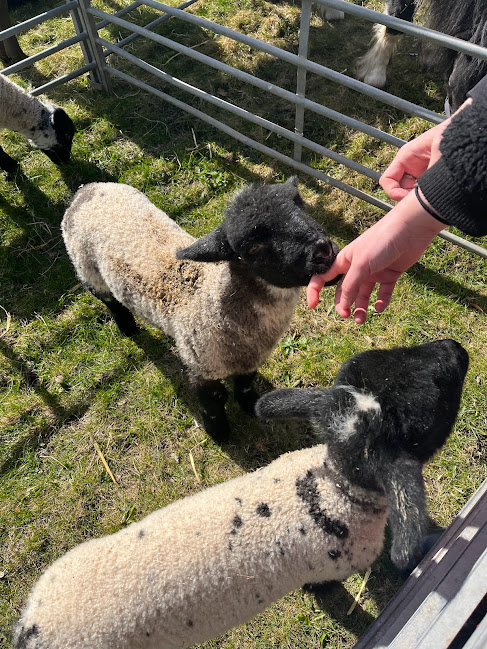 Farm animal fun day at St. Peter’s Campus – Spark