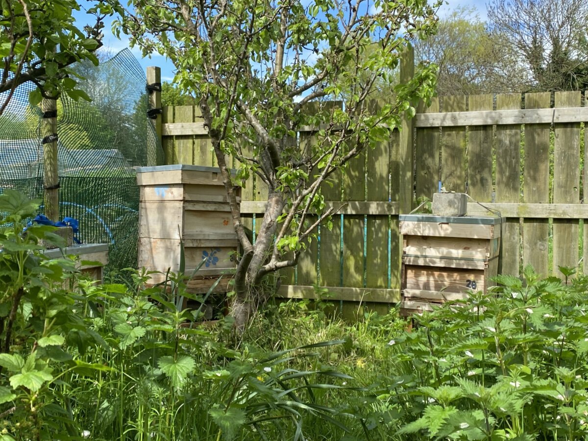 Creating a Buzz: How to Make Your Garden Bee-Friendly This Spring ...