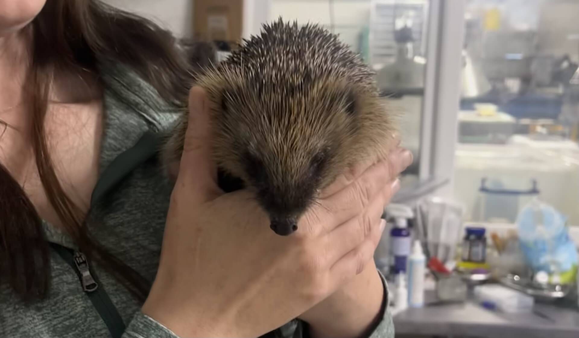 The increased demand on animal rescue centres – Spark